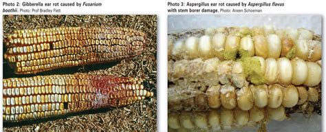 Mycotoxins Toxins Produced By Maize Ear Rot Fungi
