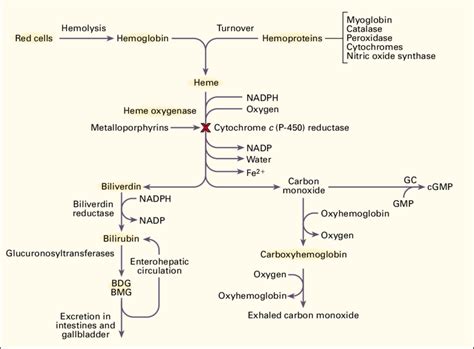Metabolic Pathway Of The Degradation Of Heme And The Formation Of Download Scientific Diagram