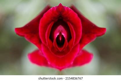 Flower Imitating Female Sex Images Stock Photos Vectors
