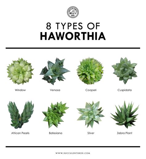 Types Of Succulents Digital Printable Succulent Identification Chart