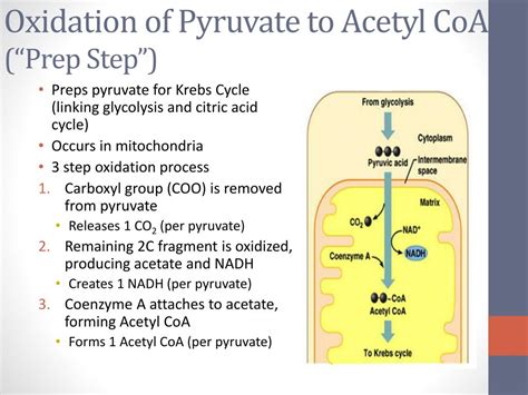 PPT Intro To Cellular Respiration Glycolysis Krebs Cycle
