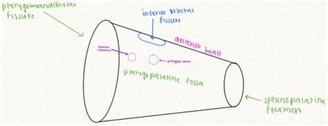 Unit 4 Lecture 3 — Parotid Gland And Pterygopalatine Fossa Flashcards