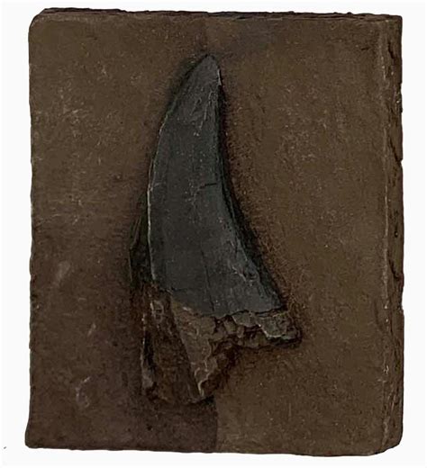 Tyrannosaurus Rex Dinosaur Tooth Replica T Rex As Seen On Tv Dinosaur