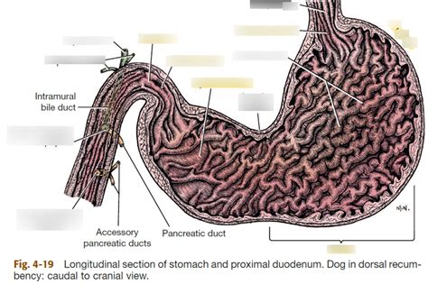 Longitudinal Section Of Stomach And Proximal Duodenum Diagram Quizlet