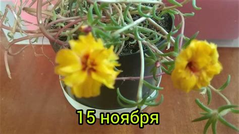 ПОРТУЛАК САДОВЫЙ ОСЕНЬЮ ДОМА ПОСАДКА ЦВЕТЕНИЕ - YouTube