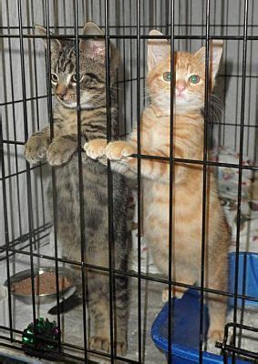 Marlton NJ Domestic Shorthair Meet Lilo And Stitch A Pet For