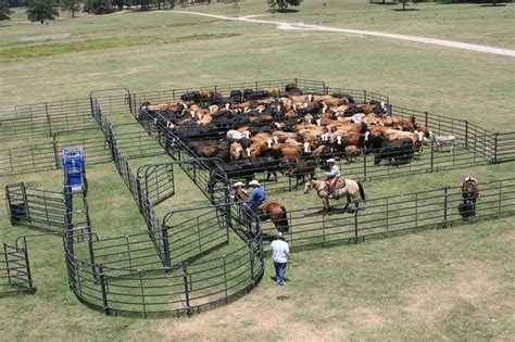 Premier Corral At Cattle Farming Cattle Corrals