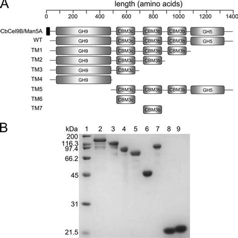 A Schematic Structures Of The Cbcel9bman5a Wild Type And Its