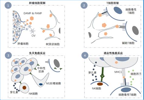 小众肿瘤迎来新疗法，肝内胆管癌领域还有哪些新药值得期待？ 脉脉
