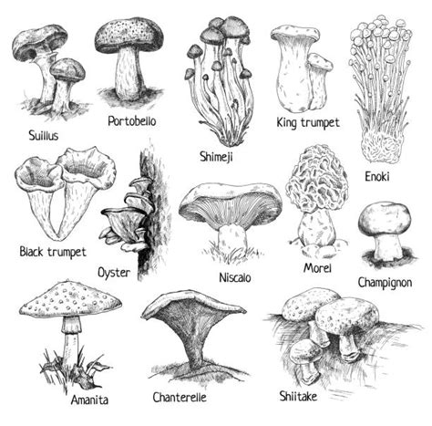 1200 Mycelium Stock Illustrations Royalty Free Vector Graphics