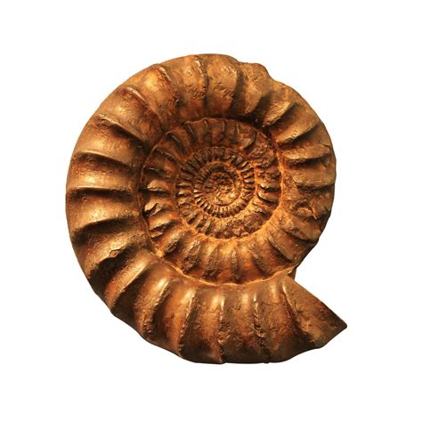 Ammonite Fossil Png Free Pictures Free Photos Free Image From