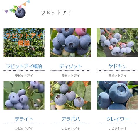 5品種追加！ 日本一詳しい品種解説ページが充実 愛知県岡崎市の観光ならブルーベリファームおかざき