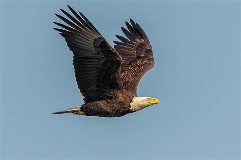 Bald Eagle Flight 12 Photograph By Morris Finkelstein Pixels