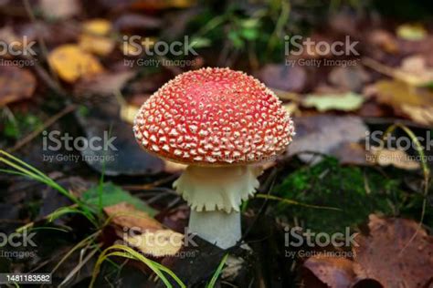 숲의 유독 한 버섯 비행 Agaric 빨간 모자와 가을 단풍 사이에서 성장 0명에 대한 스톡 사진 및 기타 이미지 0명
