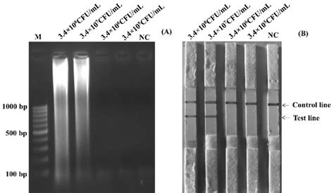 Limit Of Detection Lod For Detection Of Salmonella In Artificial Download Scientific Diagram