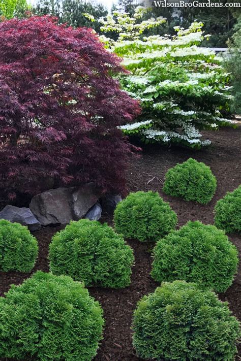 Buy Tater Tot Arborvitae Thuja Free Shipping Wilson Bros Gardens