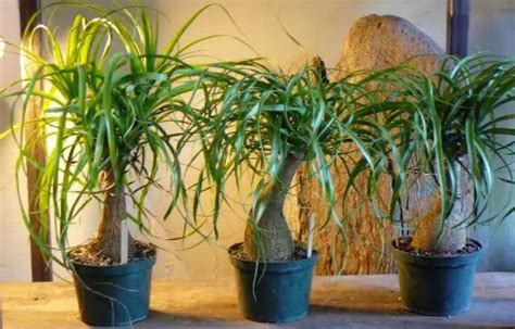 Pine Tree Root Systems The Hidden World Of Pine Tree Roots