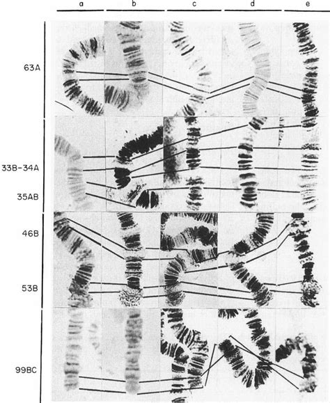 Temporal Puffing Sequences Of Some D Madeirensis Puffs Which Show High Download Scientific