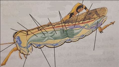 Internal Anatomy Of Grasshopper Diagram Quizlet