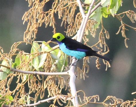 Paradise Tanager Tangara Chilensis Miles To The Wildmiles To The Wild