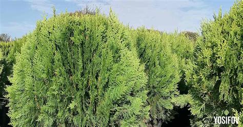 Декоративни Иглолистни Растения Онлайн Магазин Разсадник Йосифов