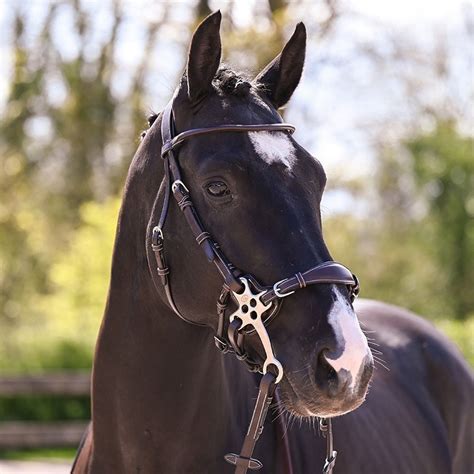 Hackamore Protection 0093