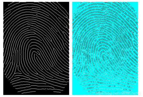2021wsb Day2 4 Raffaele教授演示利用opencv和python实现一个指纹识别系统 含代码 Part4指纹脊线图 Python Csdn博客