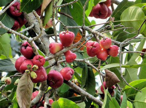 Фрукты Экзотические Ветви Люблю Бесплатное фото на Pixabay