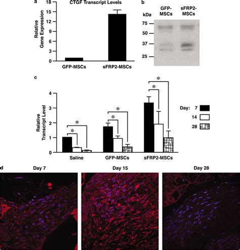 Proteomic Analysis Reveals Connective Tissue Growth Factor CTGF
