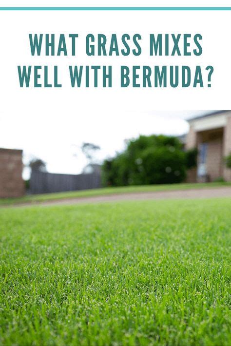 Bermuda Grass Care Tips