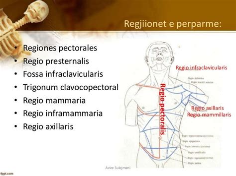 Anatomia Sistematike Dhe Topografike E Thorax It