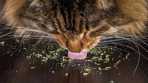 Whats Catnip Understanding Its Effects On Your Feline Friend Exploring The World Of Catnip