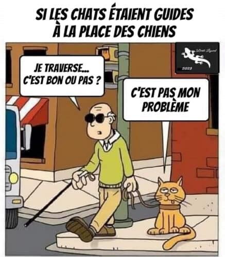 Dix Mèmes Et Illustrations De Chats Qui Nous Font Rire