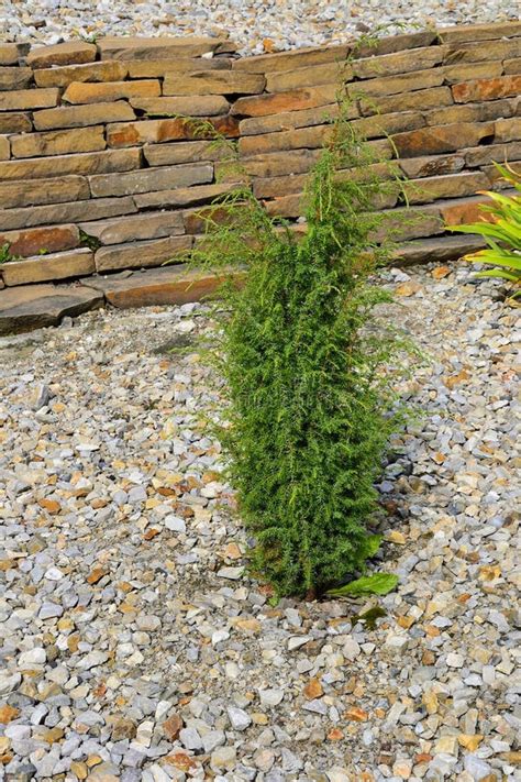 Dwarf Juniperus Communis Or Juniper Common In Stony Garden Landscape
