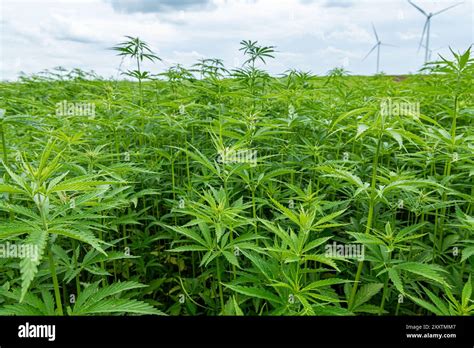 Hemp Field Organic Textile Hemp Cultivation Natural Plant Fiber For