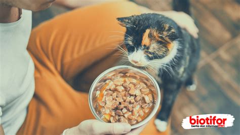 Cara Mengatasi Kucing Tidak Mau Makan Dan Penyebabnya