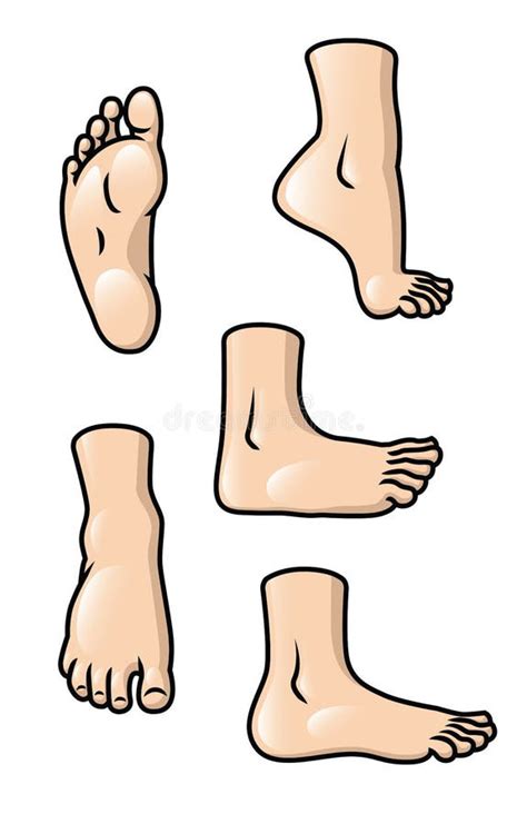 Huesos Del Pie Humano Ilustración Del Vector Ilustración De Medicina