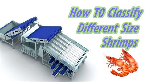 Automatic Shrimp Grading Machine Prawn Sorting Classifierclasificadora