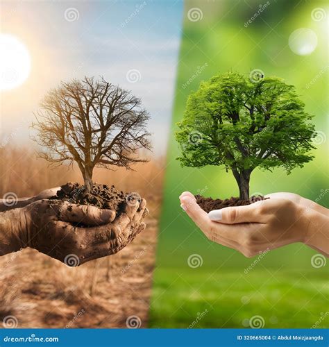 Hands Holding Trees Dry Soil Barren Tree Vs Green Lush Tree
