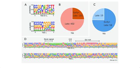 In Silico Analysis Of Inr And Pas Sequences A The Initiator Region