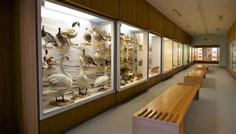 Птицы Латвии Латвийский Национальный музей природы