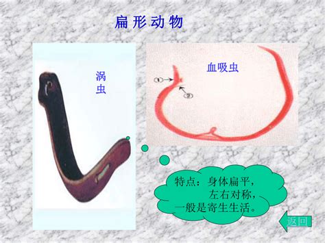 动物的主要类群 无脊椎动物 21世纪教育网