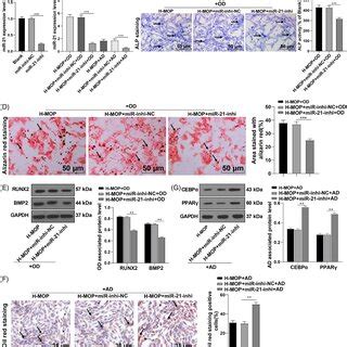 Knockdown Of MiR21 Partially Reversed The Effects Of MOP On RBMSC