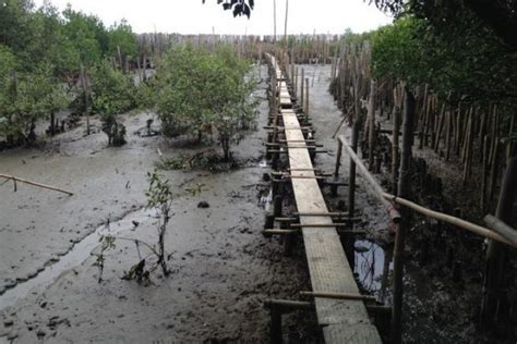 Bangkok Post Fight Against Coastal Erosion