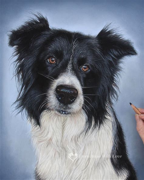 Merlin Border Collie Portrait In Pastels By Pet Artist Angie