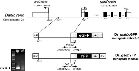 Schematic Representation Of The Zebrafish Gsdf Gene Structure And