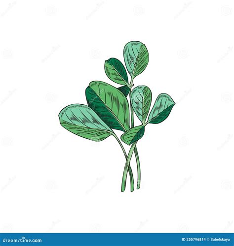 Fenugreek Herbaceous Plant For Food Flavoring Vector Illustration