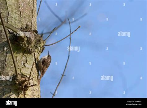 Creeper Bird Creepers Birds Hi Res Stock Photography And Images Alamy