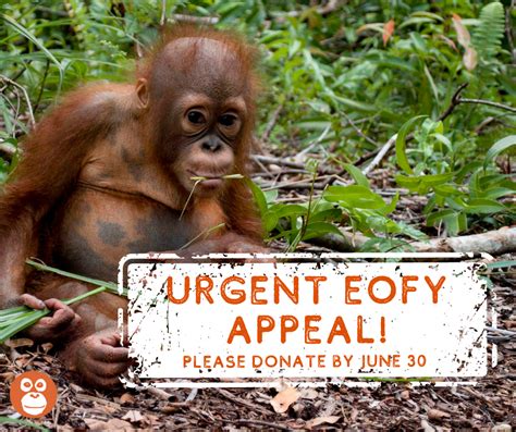 Orangutan Foundation International Australia