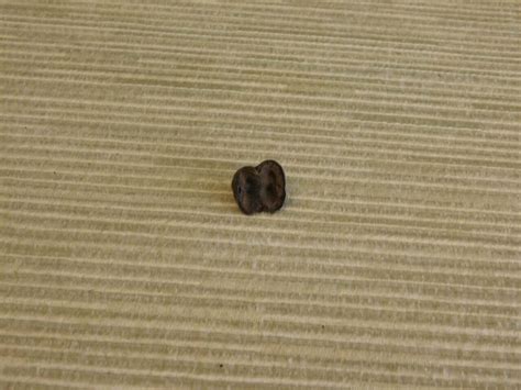 Peccary Tooth Cap Fossil Fossils And Artifacts For Sale Paleo